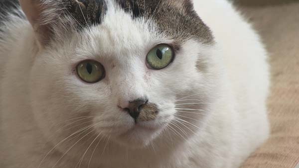 rewind, remind (2017)